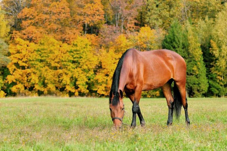Get Your Pastures Ready For Fall! - Equine Equipment Manufacturers ...